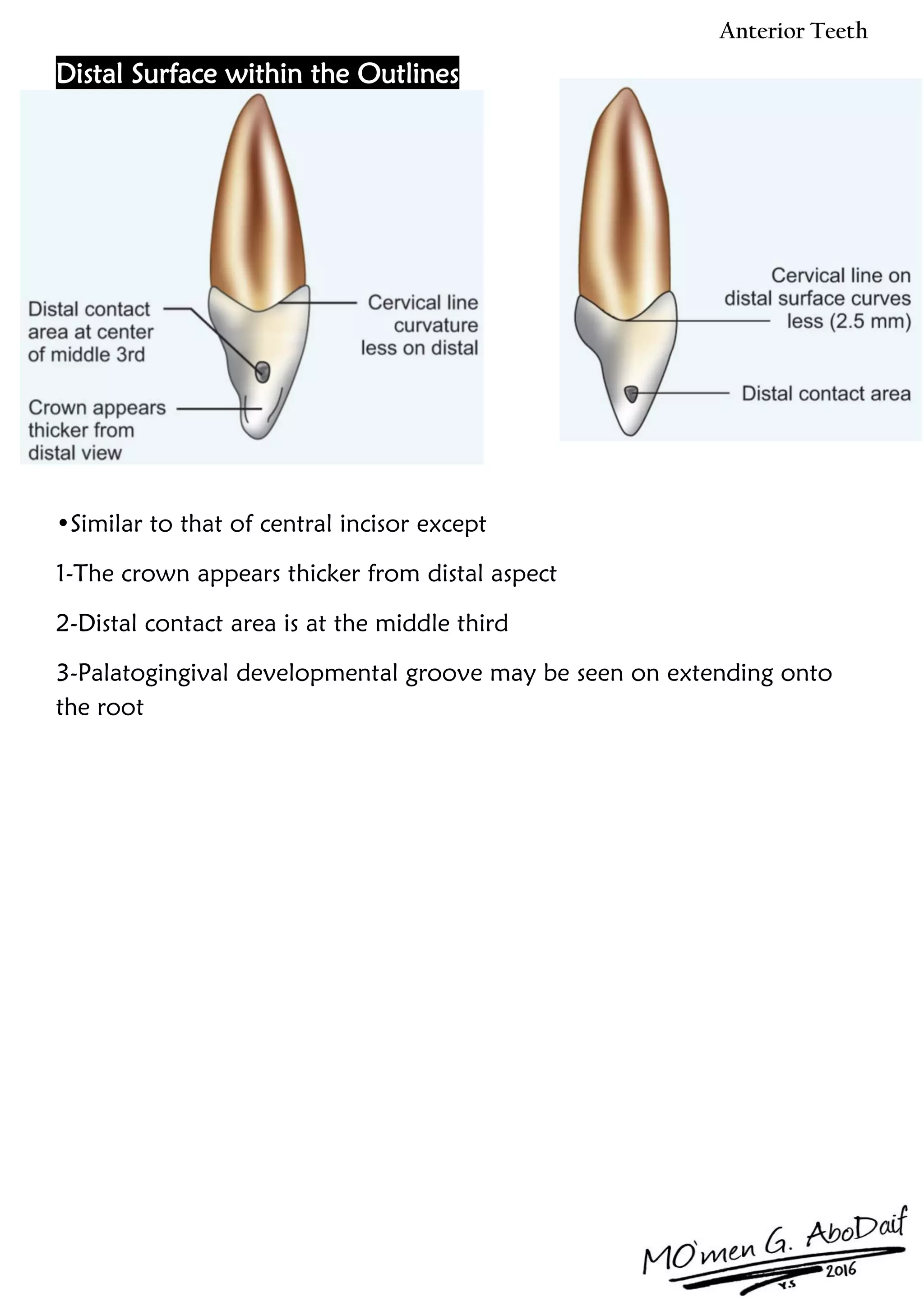 The Anterior Teeth | PDF