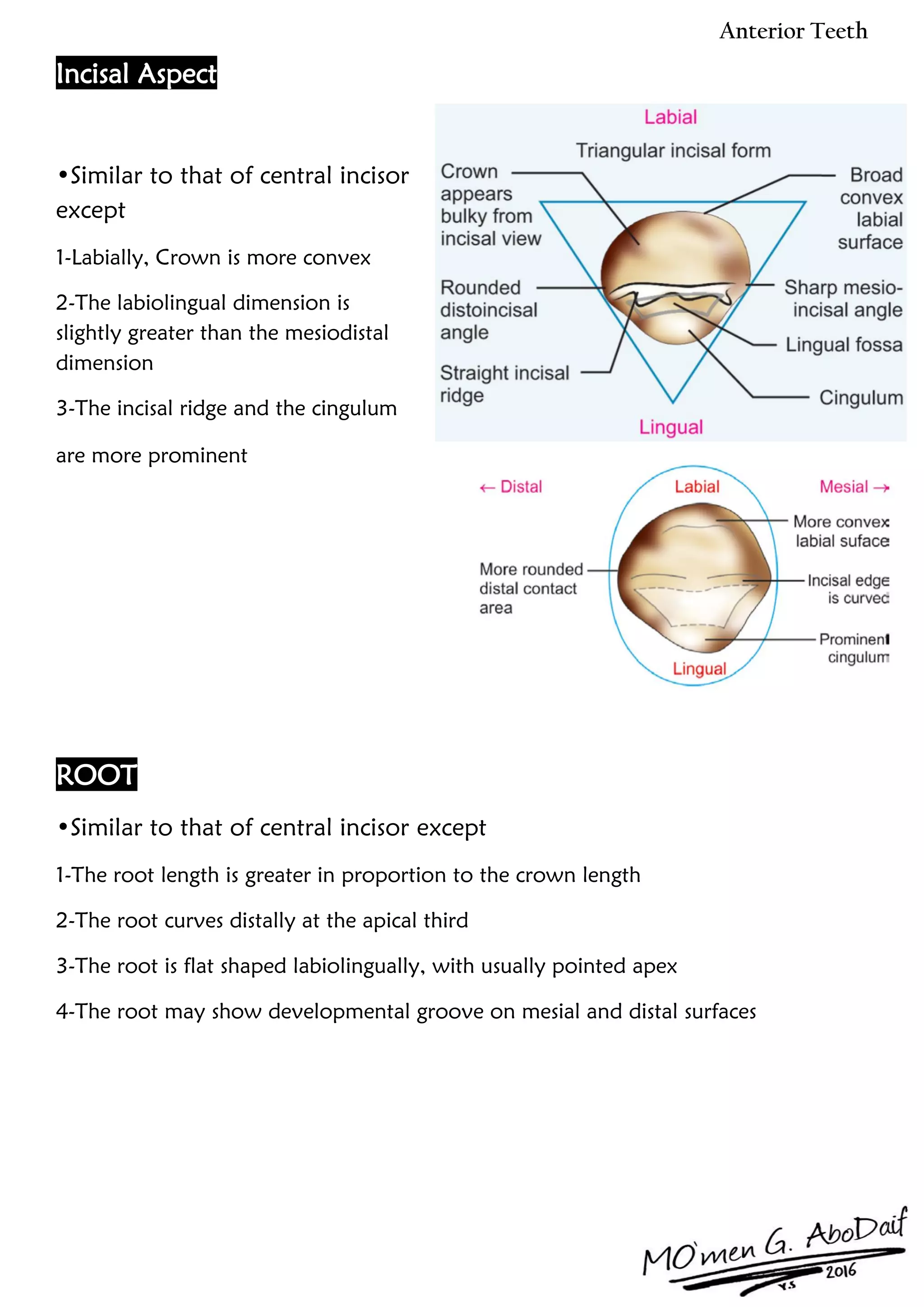 The Anterior Teeth | PDF