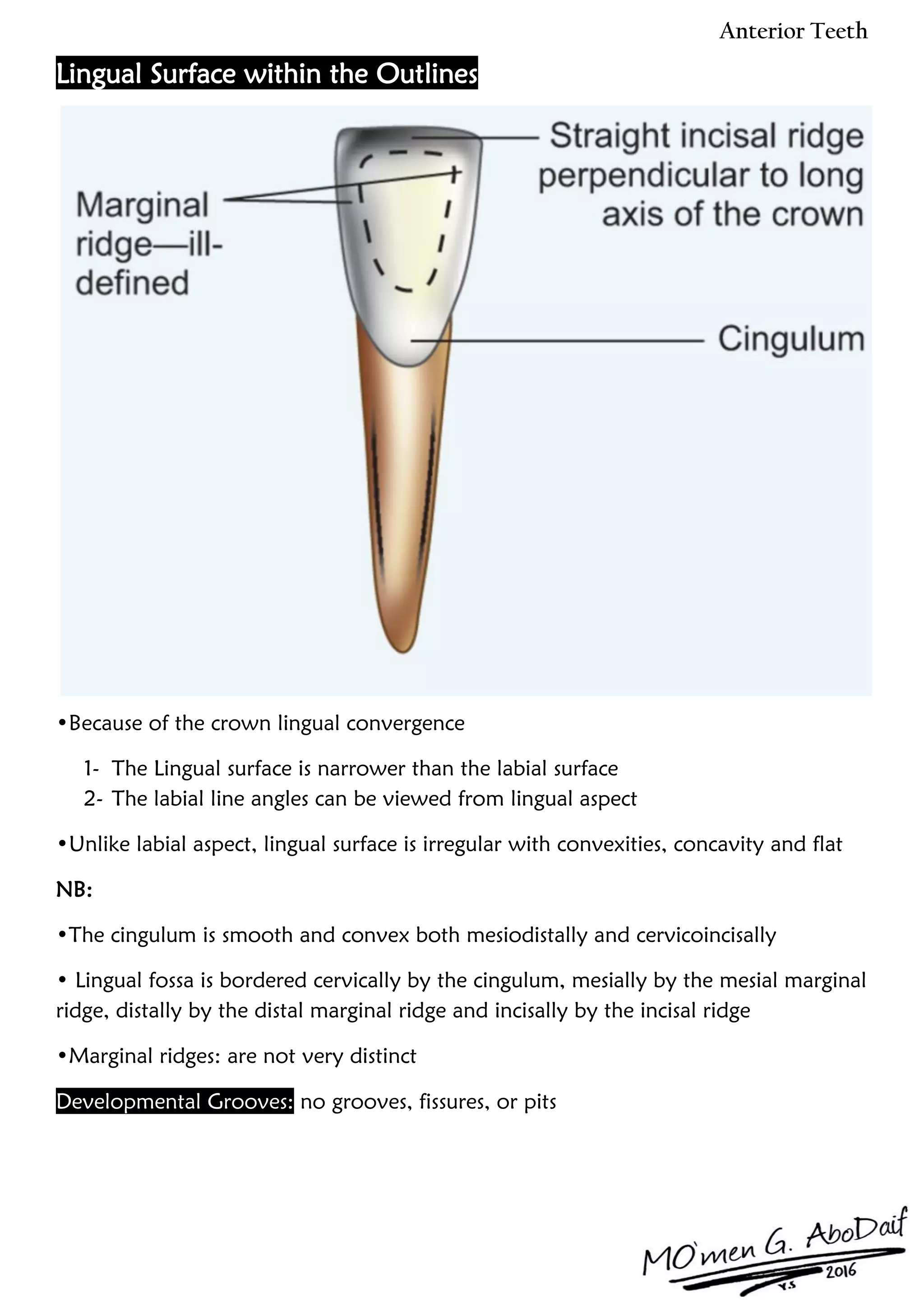 The Anterior Teeth | PDF
