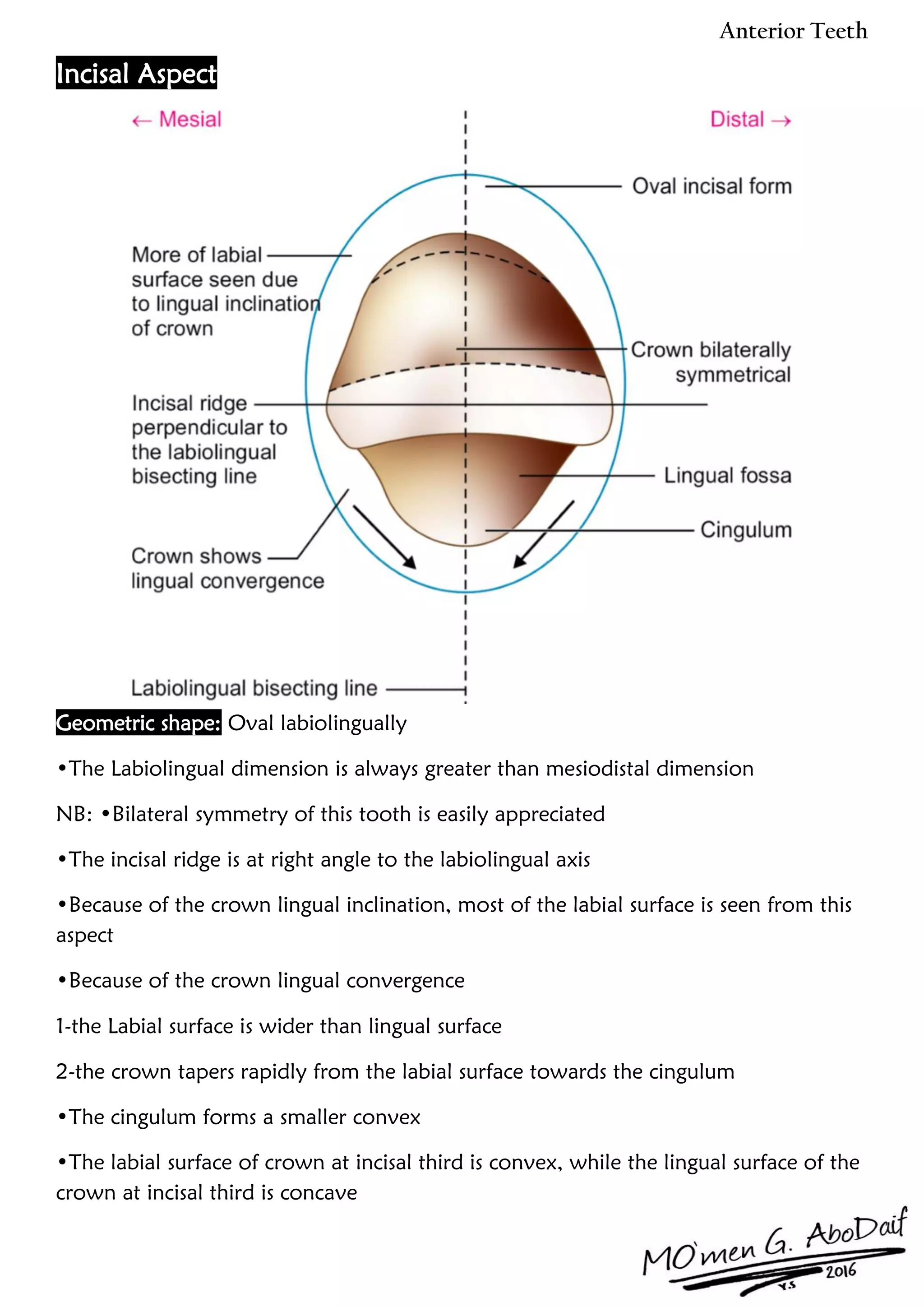 The Anterior Teeth | PDF