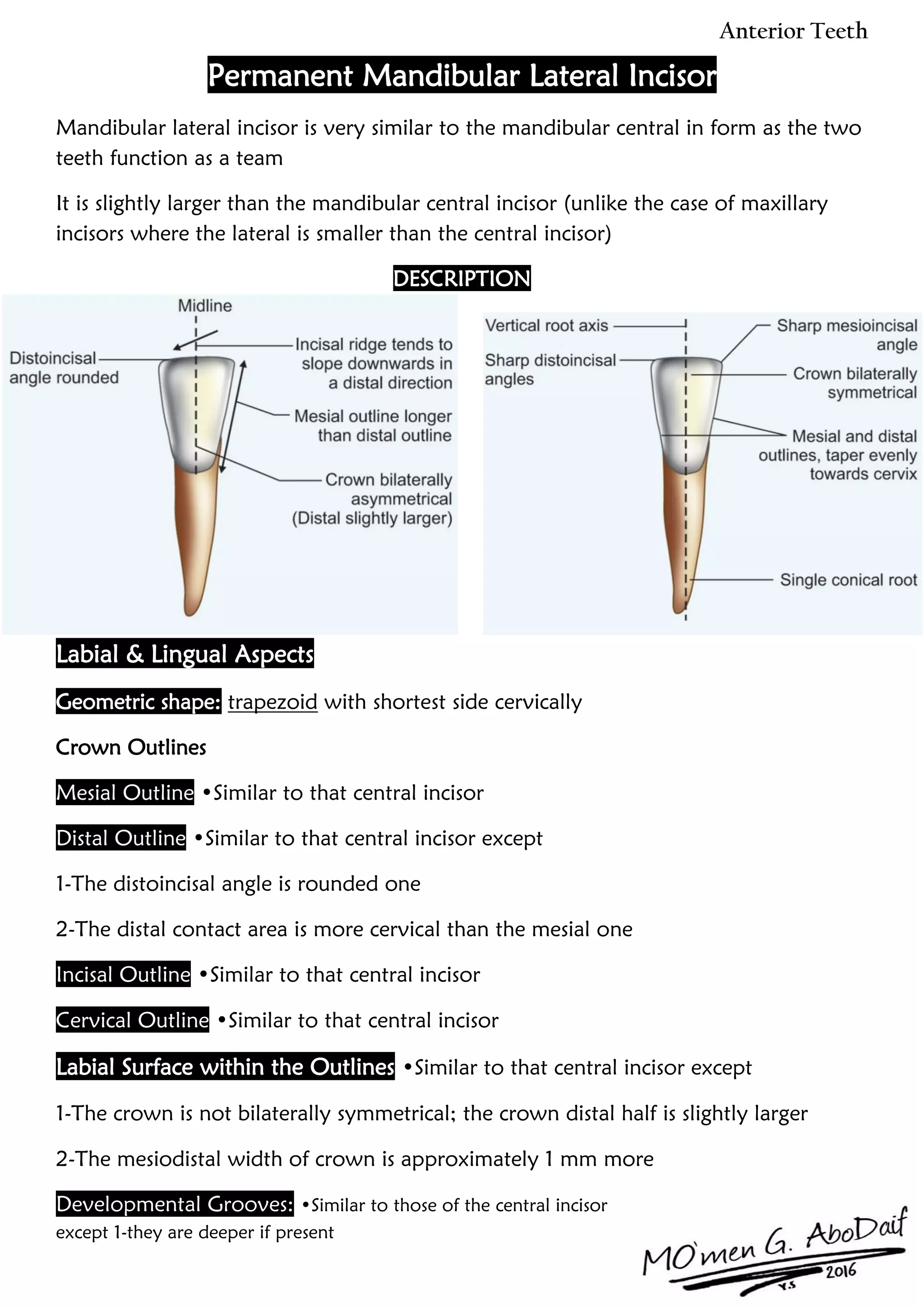 The Anterior Teeth | PDF