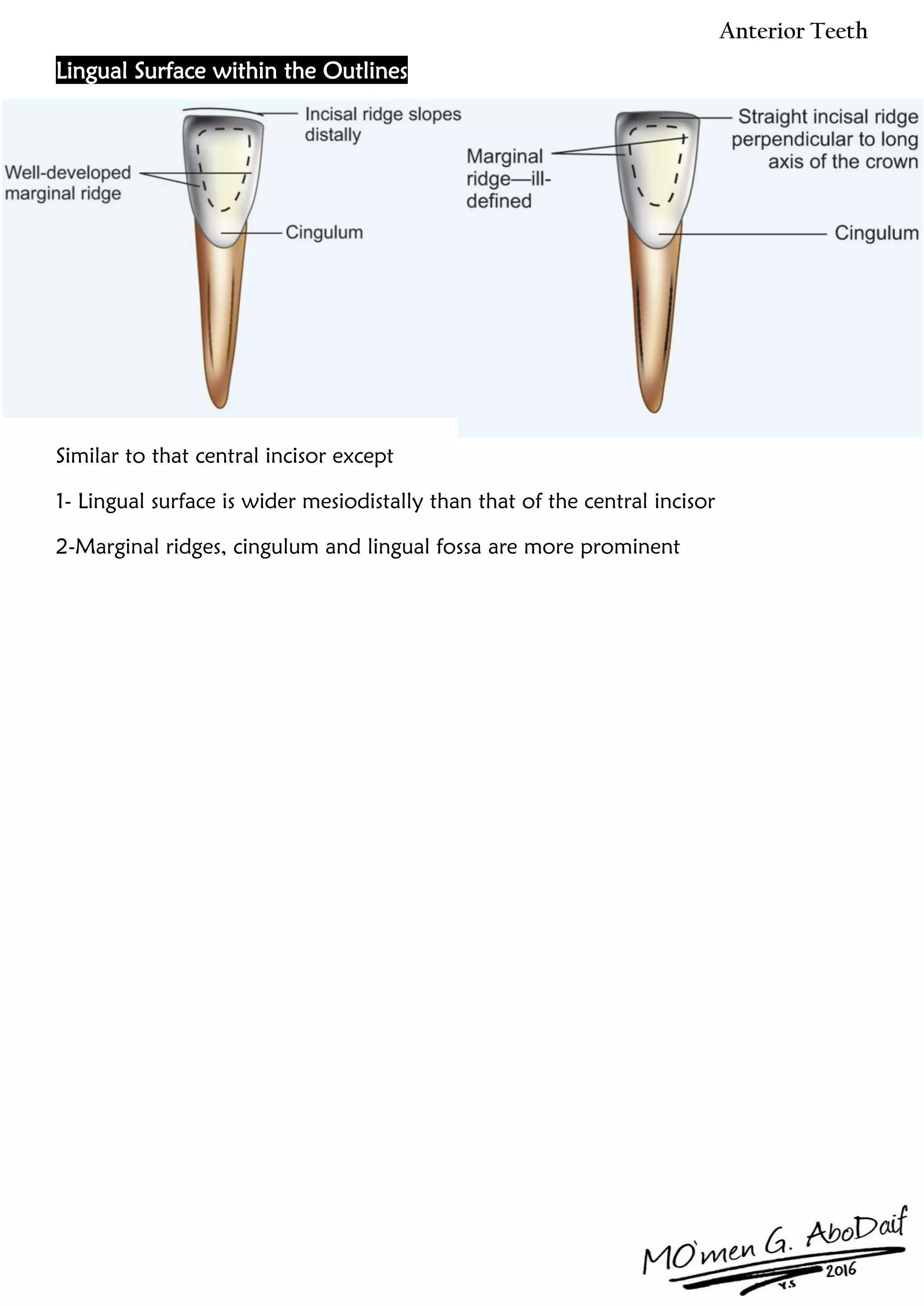 The Anterior Teeth | PDF