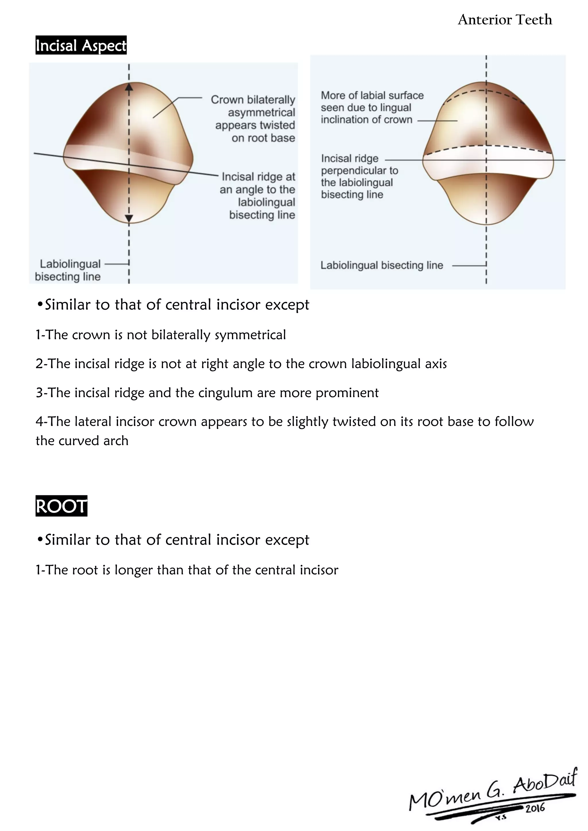 The Anterior Teeth | PDF