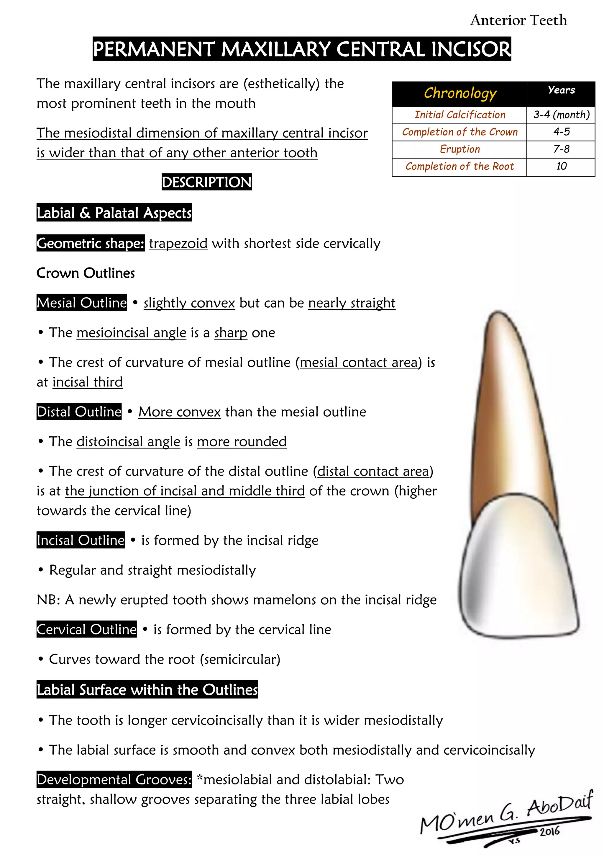The Anterior Teeth | PDF
