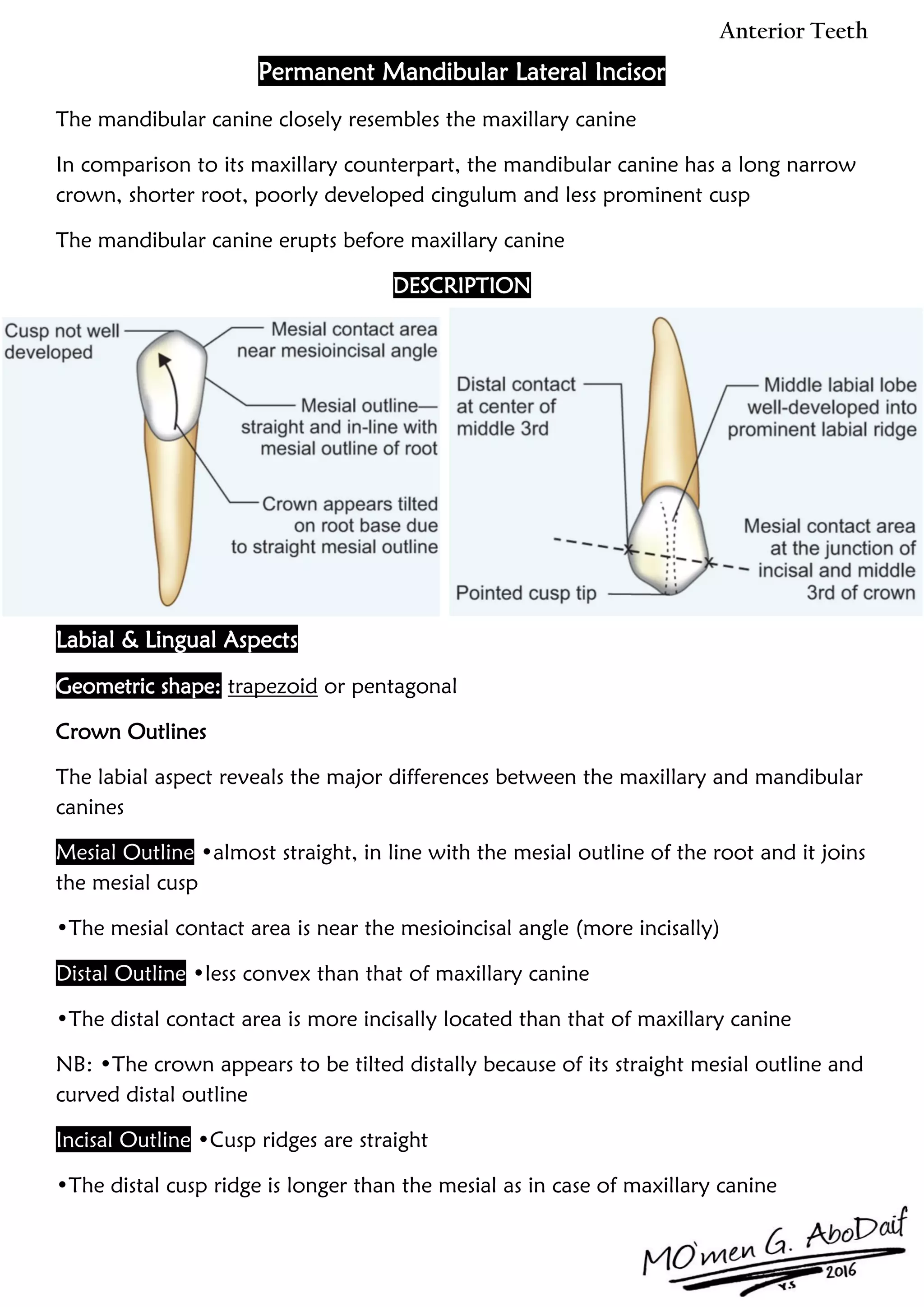 The Anterior Teeth | PDF