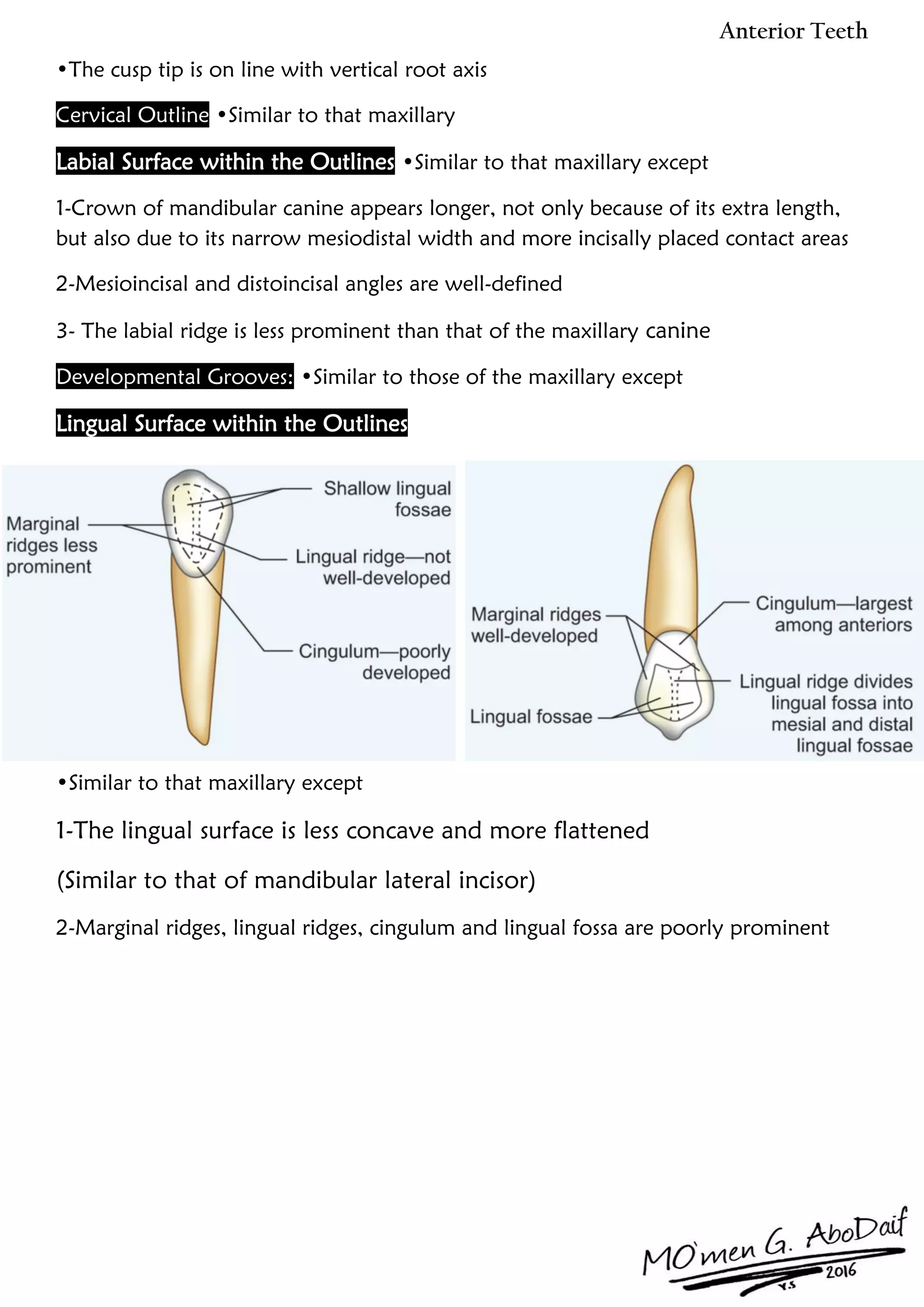 The Anterior Teeth | PDF