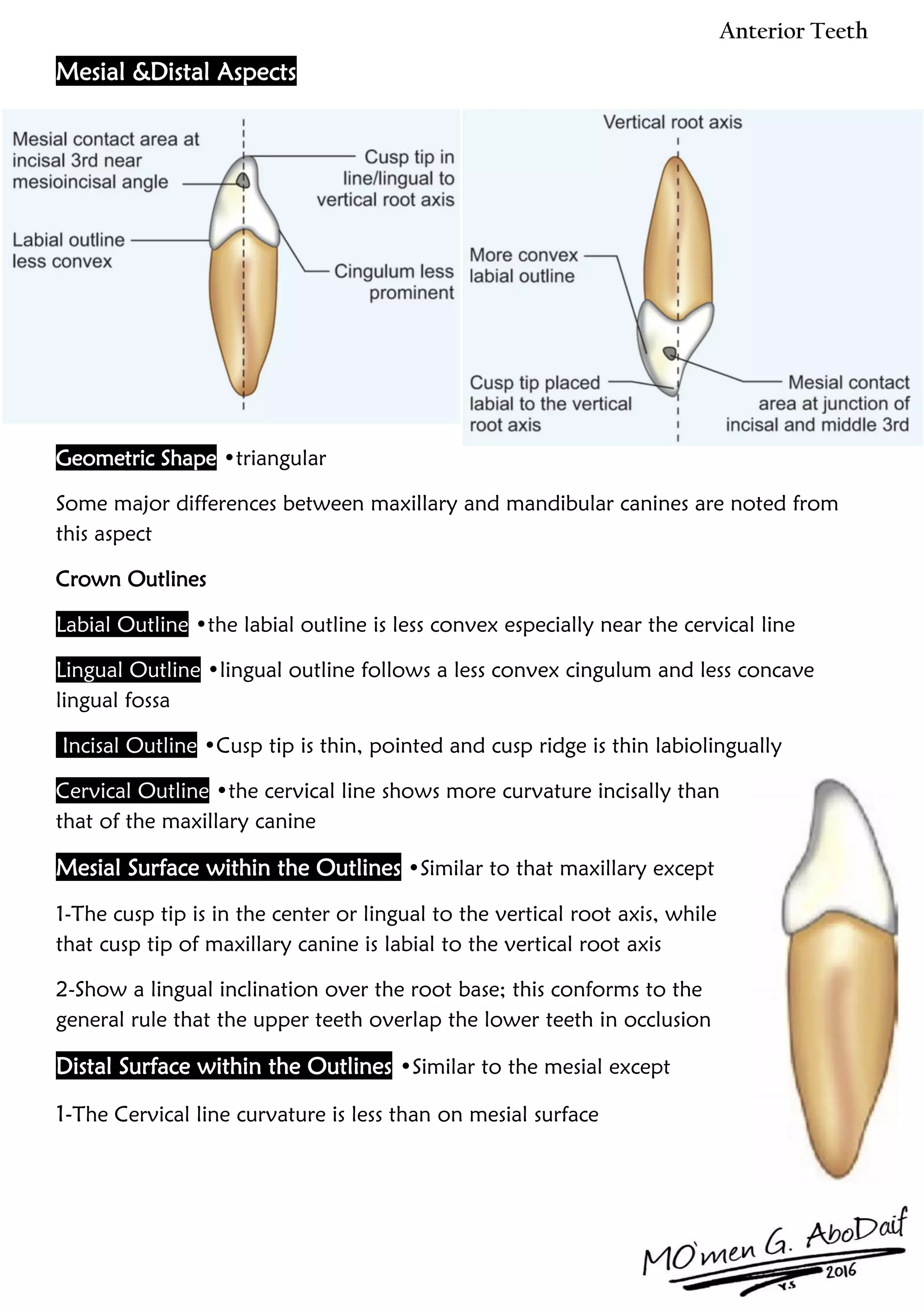 The Anterior Teeth | PDF