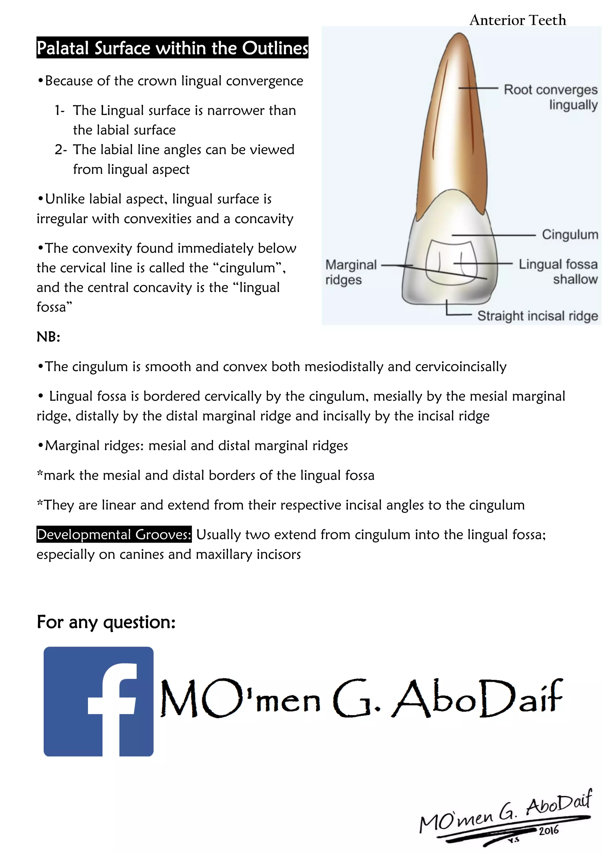 The Anterior Teeth | PDF
