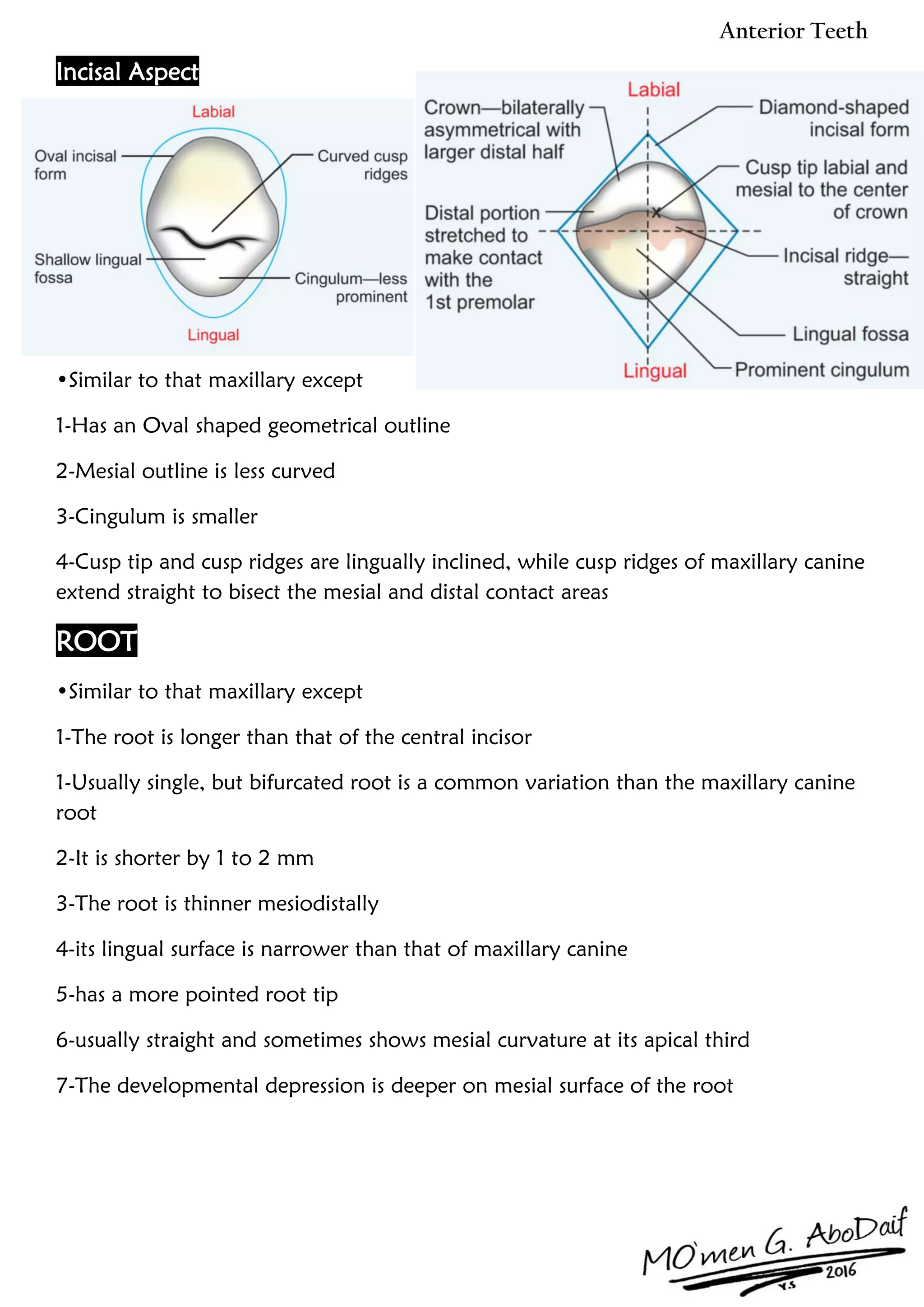 The Anterior Teeth | PDF