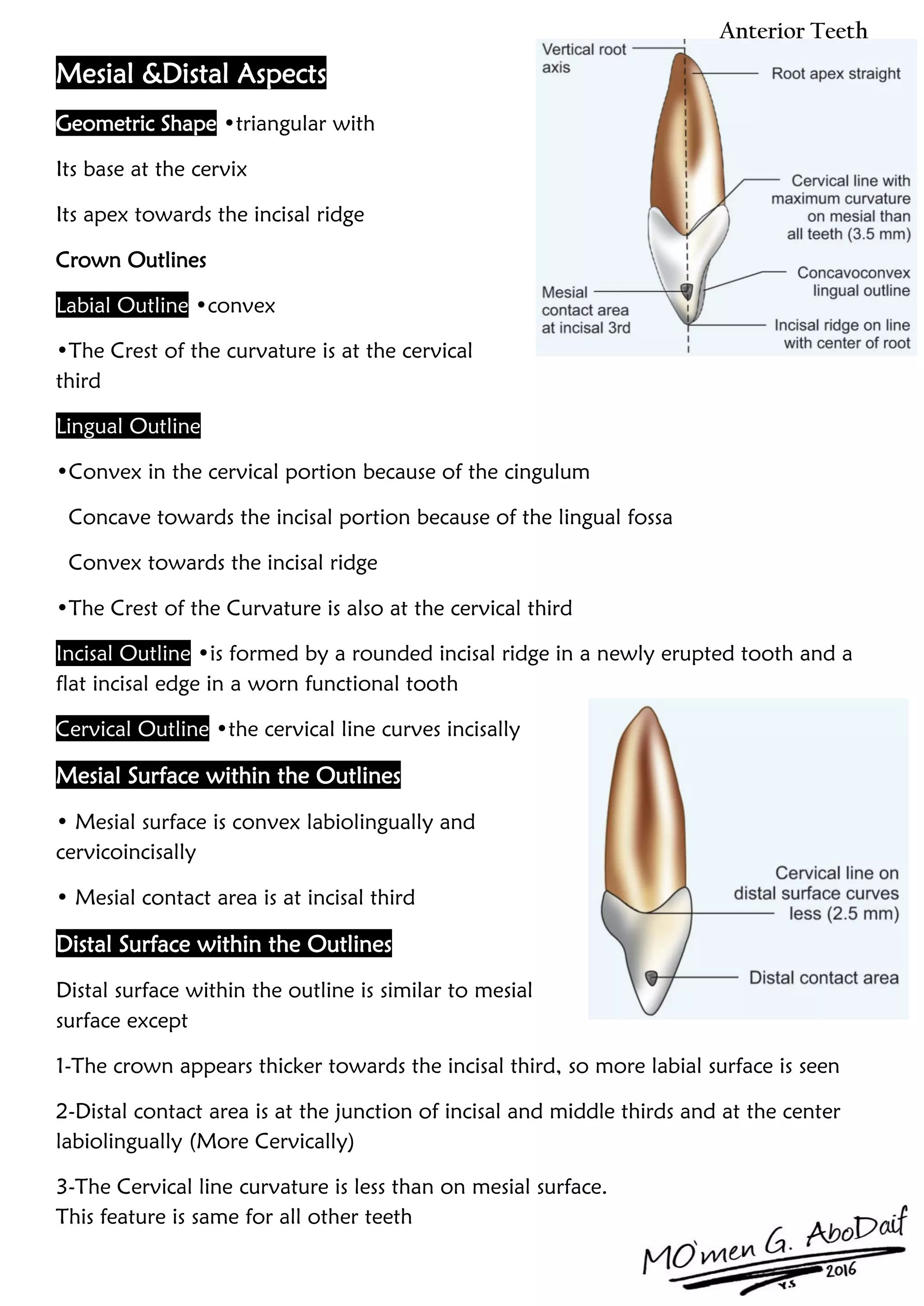 The Anterior Teeth | PDF