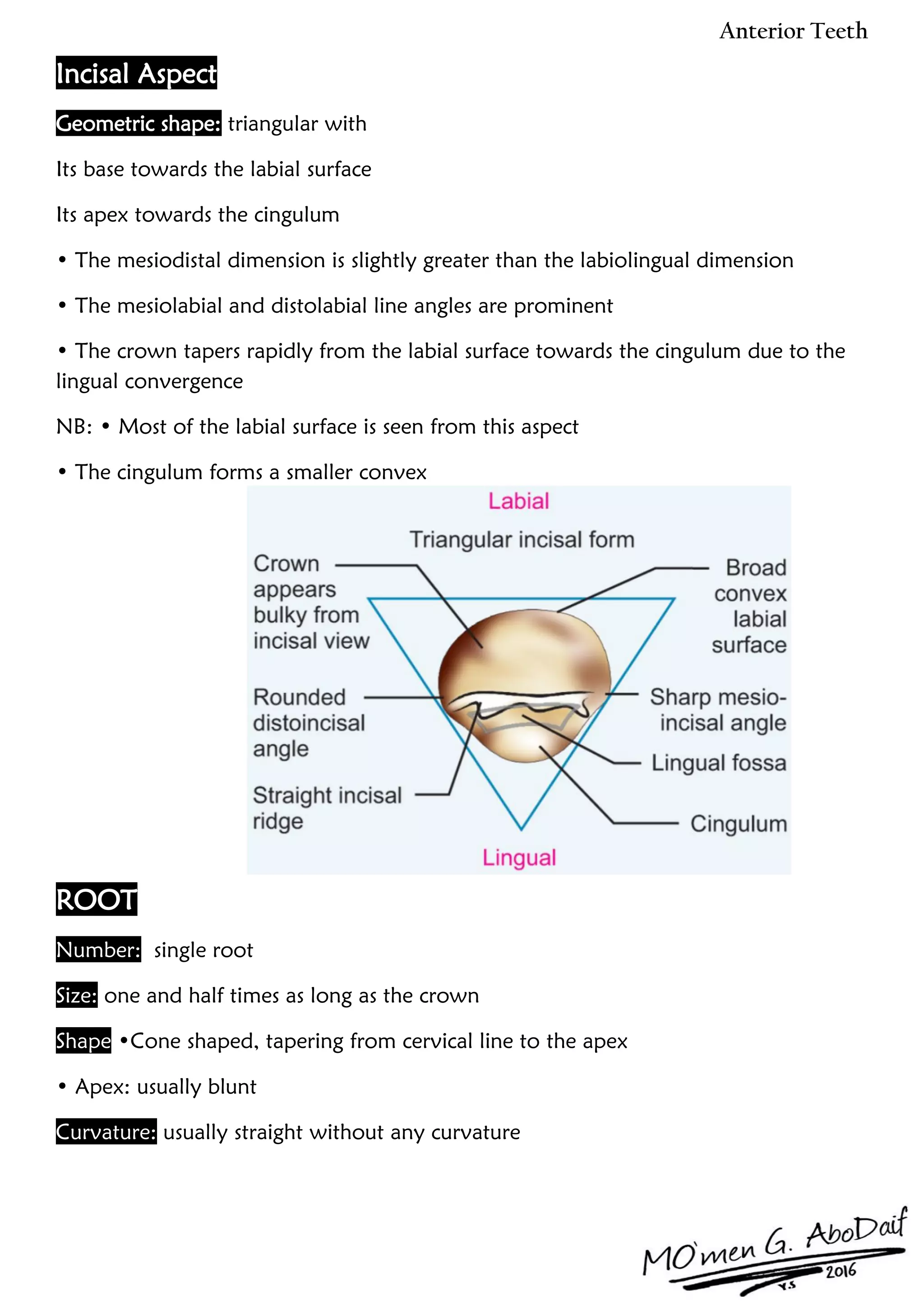 The Anterior Teeth | PDF