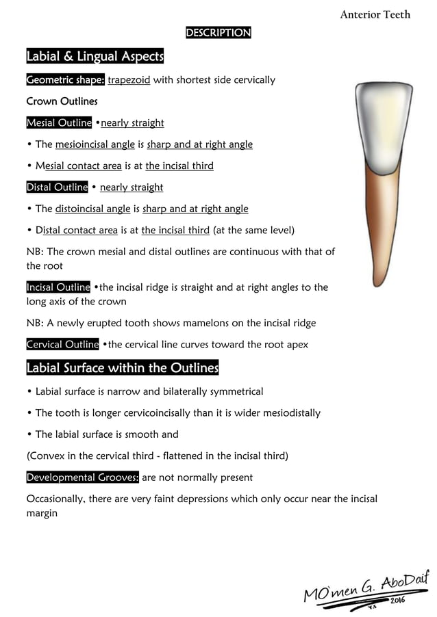 The Anterior Teeth | PDF | Dental Health | Diseases and Conditions
