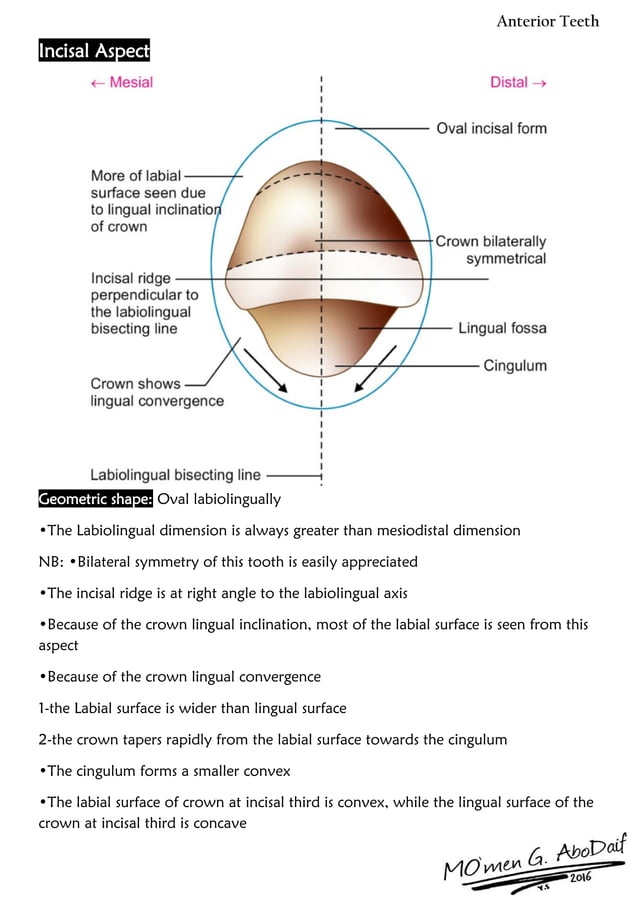 The Anterior Teeth | PDF | Dental Health | Diseases and Conditions