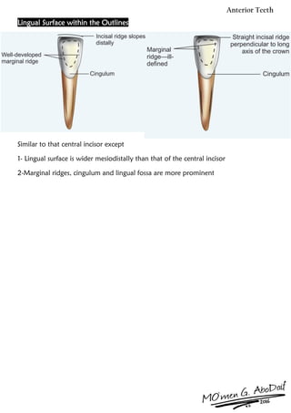 The Anterior Teeth | PDF