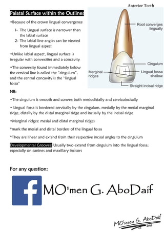 The Anterior Teeth | PDF