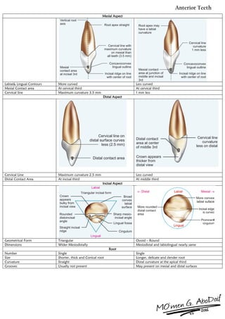 The Anterior Teeth | PDF