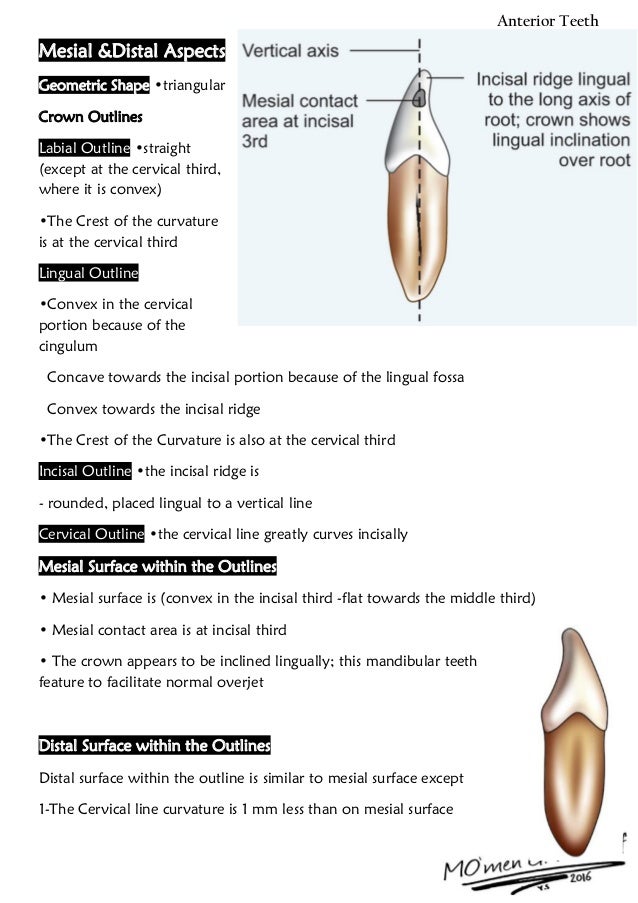 The Anterior Teeth