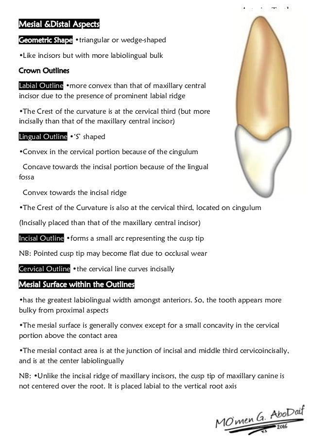 The Anterior Teeth