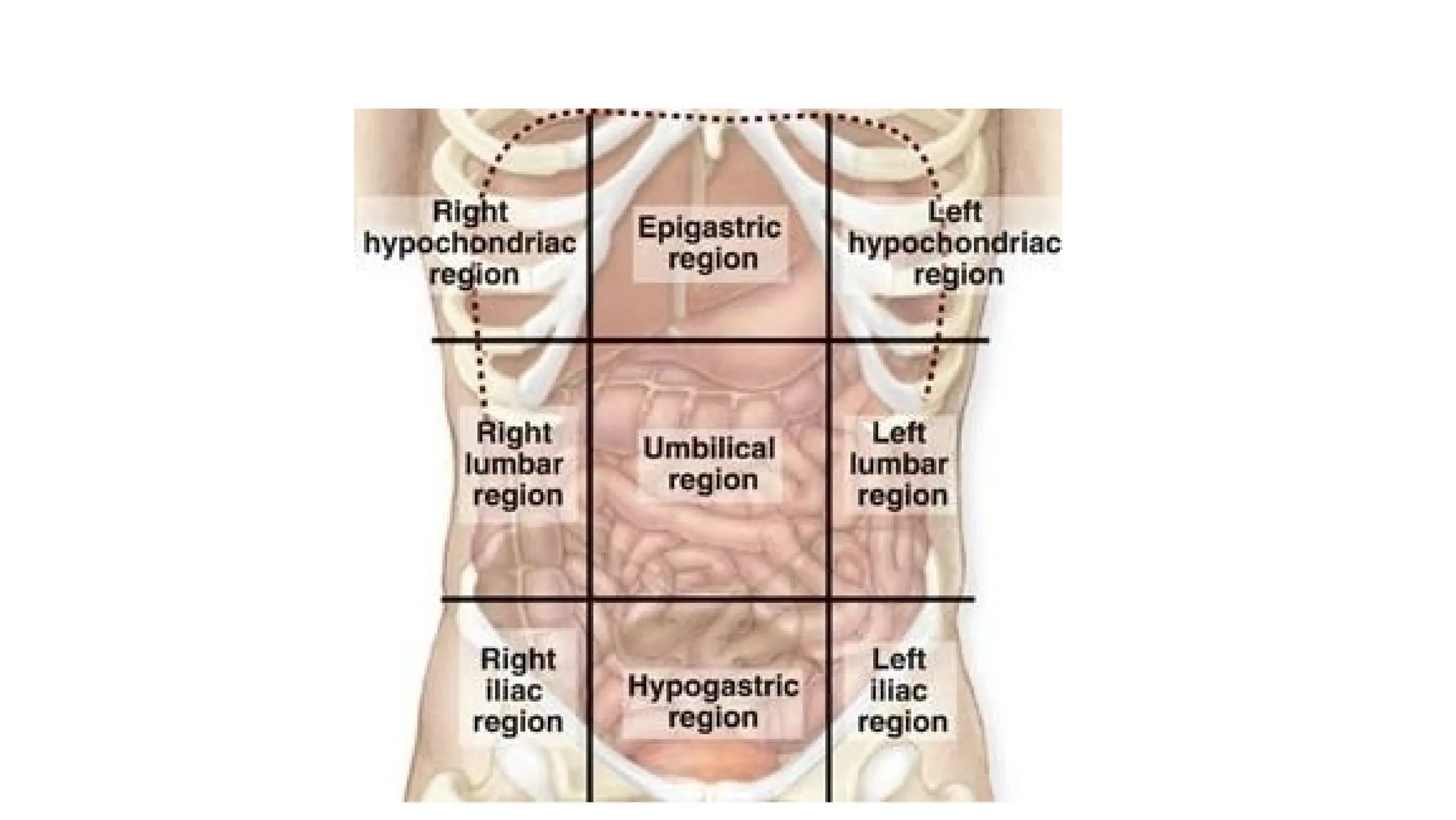 anterior-abdominal-wall-7.12.24.pdf for the betterment of understanding | PDF