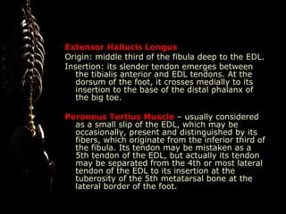 ANTERIOR AND LATERAL LEG | PPT