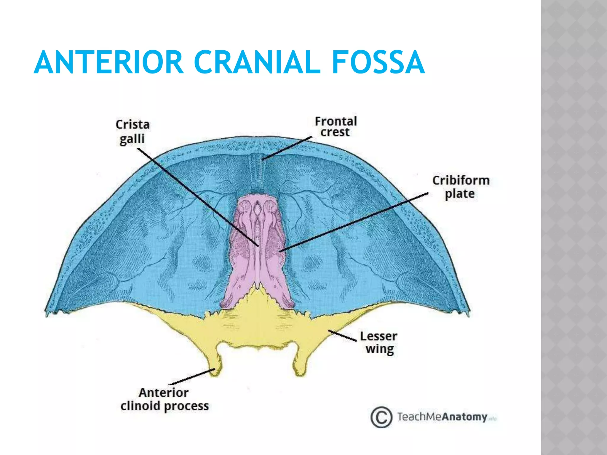 Anterior cranial-fossa | PPT