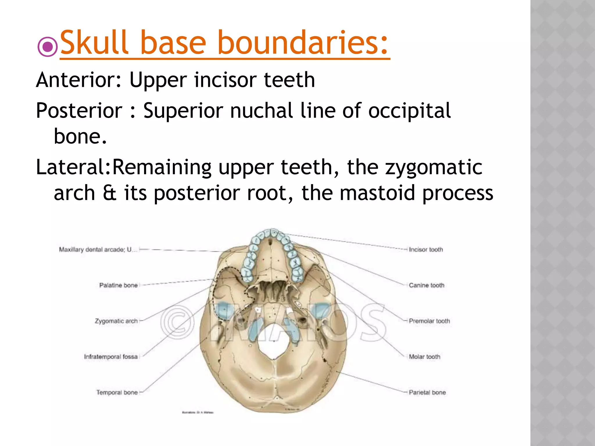 Anterior cranial-fossa | PPT