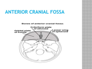 Anterior cranial-fossa | PPT