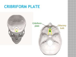 Anterior cranial-fossa | PPT