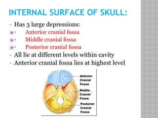 Anterior Cranial Fossa