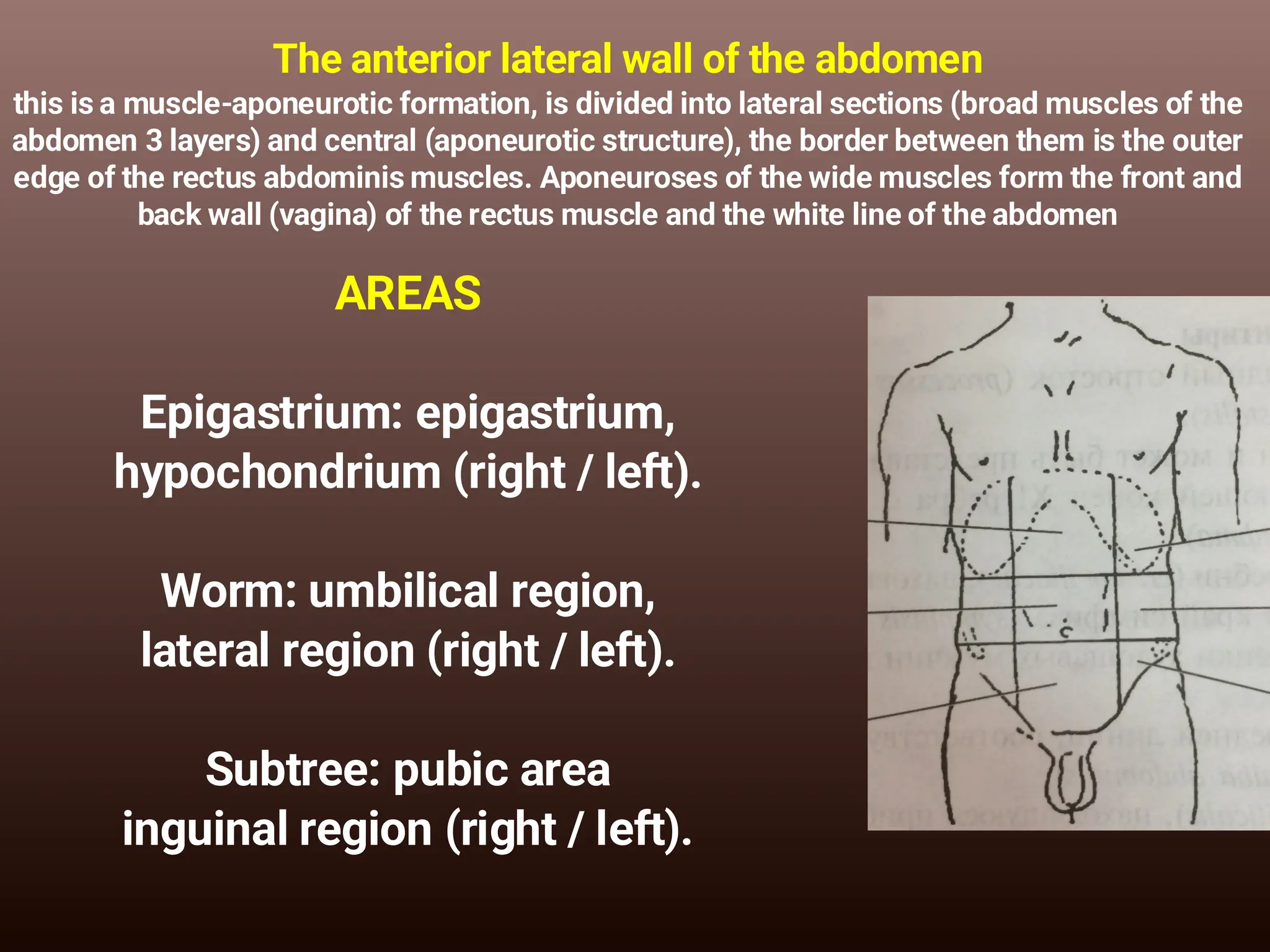 Topographic anatomy and operative ANTERIOR-LATERAL ABDOMINAL HERNIAS | PPT