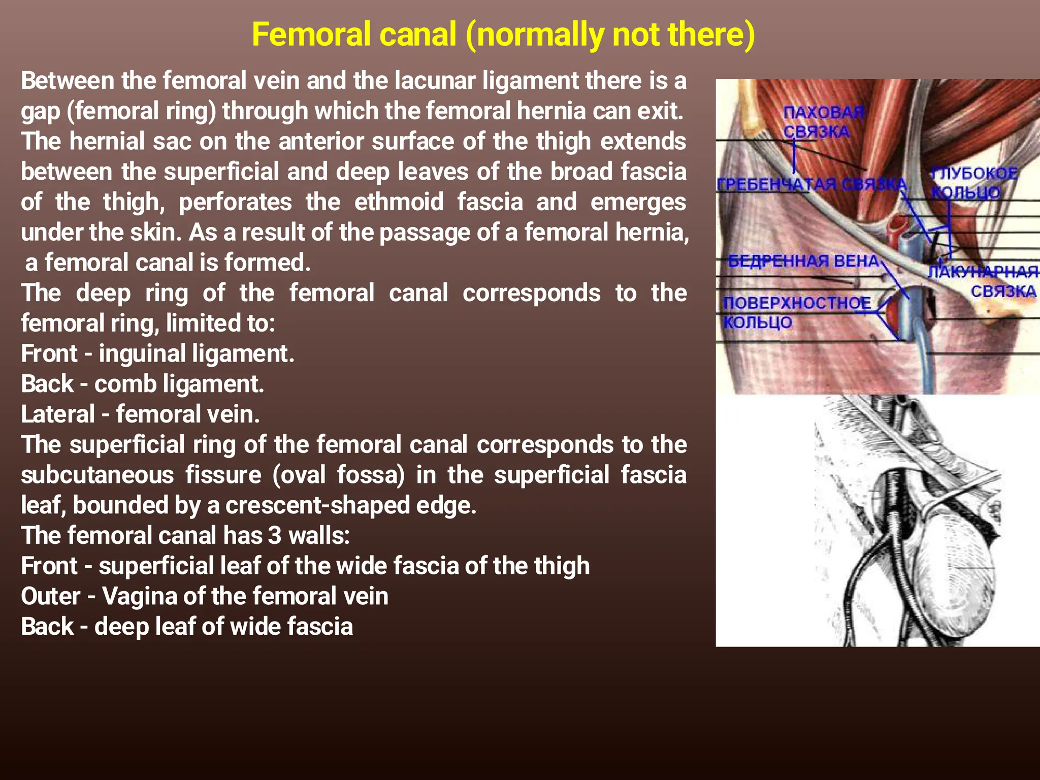 Topographic anatomy and operative ANTERIOR-LATERAL ABDOMINAL HERNIAS | PPT