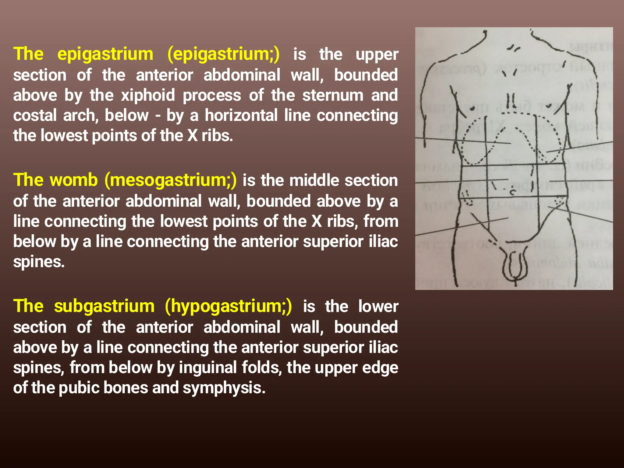 Topographic anatomy and operative ANTERIOR-LATERAL ABDOMINAL HERNIAS | PPT