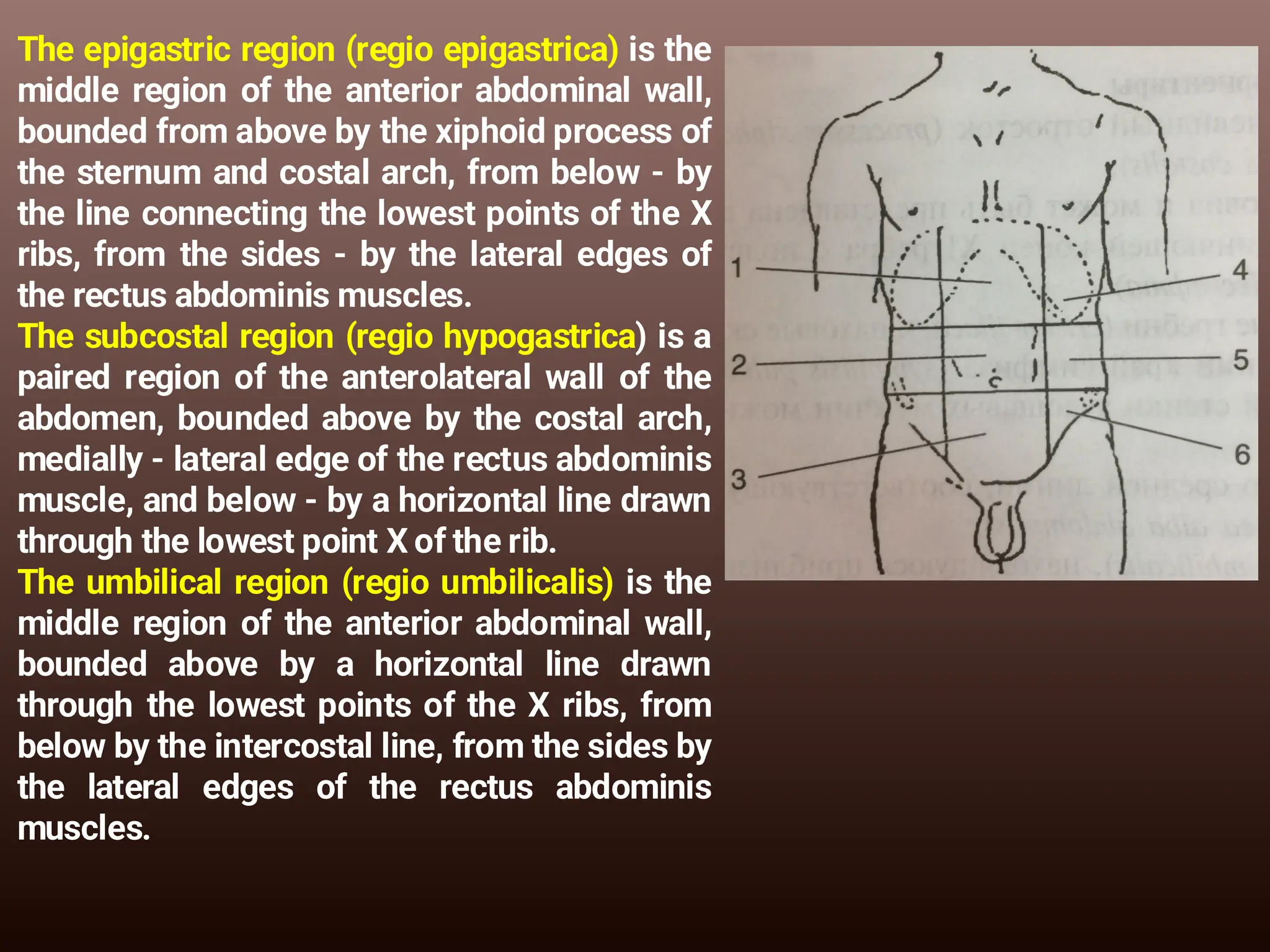 Topographic anatomy and operative ANTERIOR-LATERAL ABDOMINAL HERNIAS | PPT