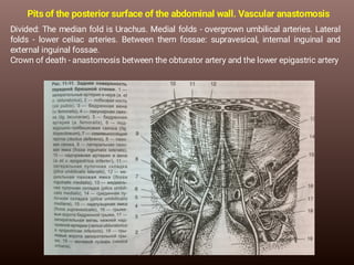 Topographic anatomy and operative ANTERIOR-LATERAL ABDOMINAL HERNIAS | PPT