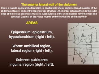 Topographic anatomy and operative ANTERIOR-LATERAL ABDOMINAL HERNIAS | PDF