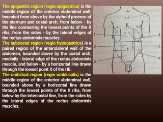 Topographic anatomy and operative ANTERIOR-LATERAL ABDOMINAL HERNIAS | PDF