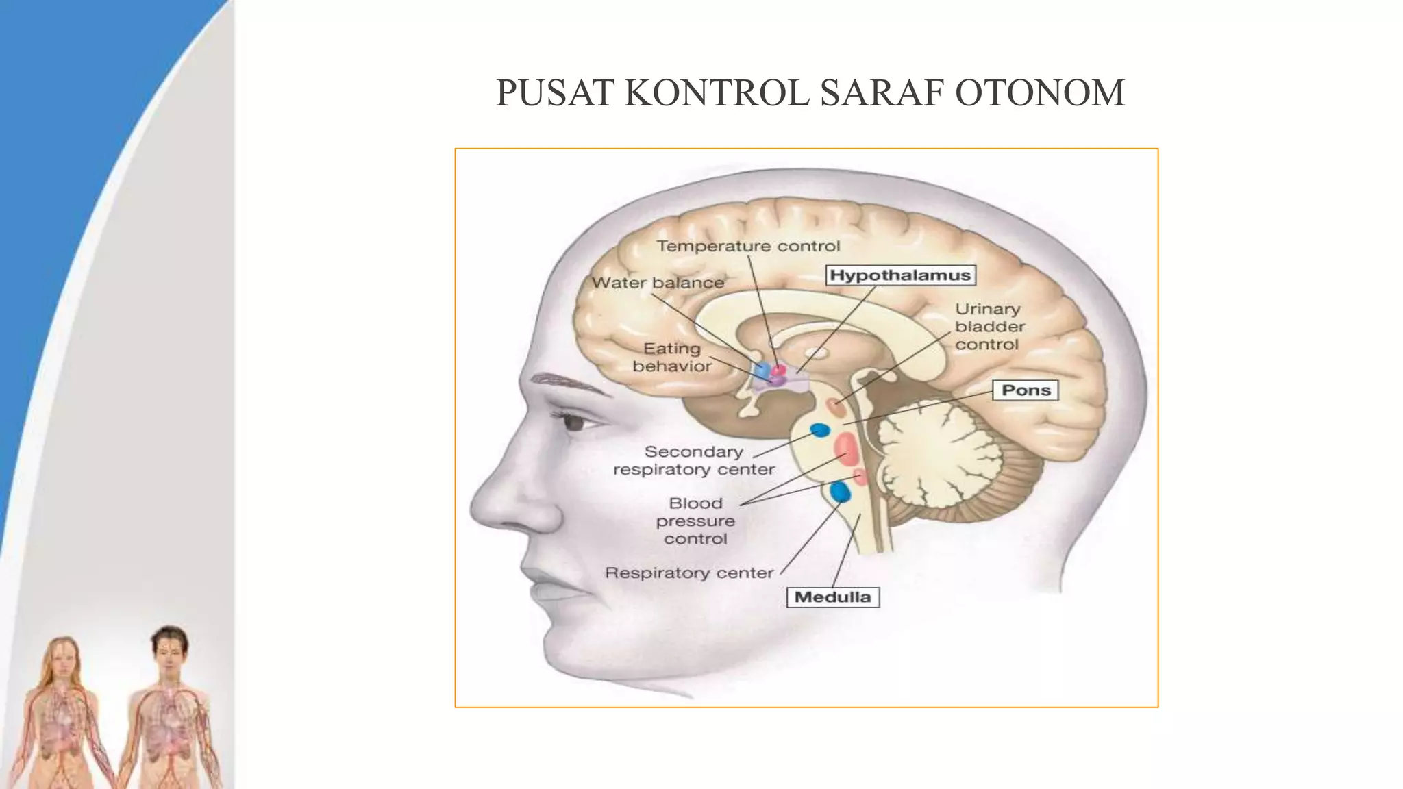SISTEM SARAF OTONOM | PPTX