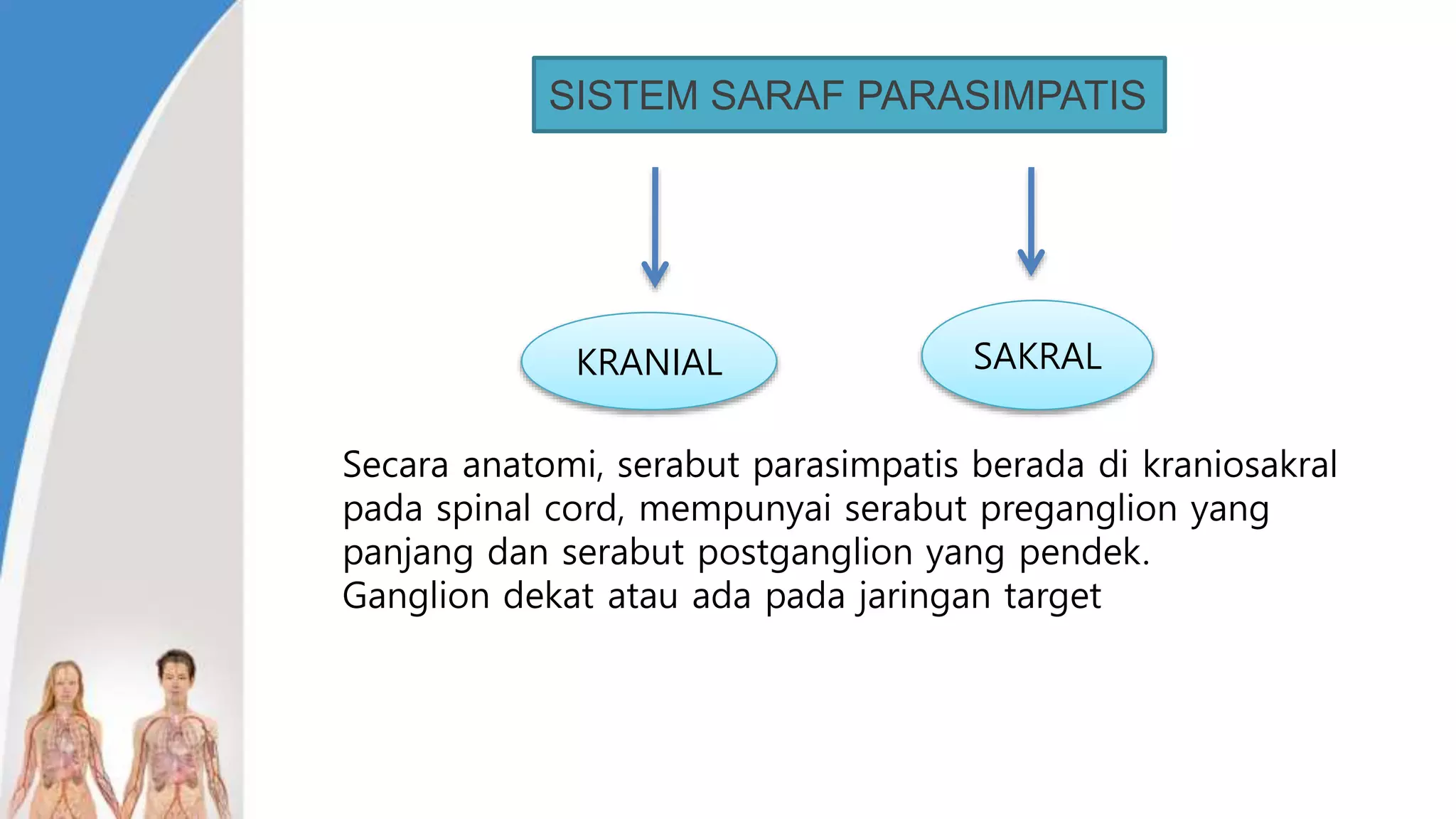SISTEM SARAF OTONOM | PPTX