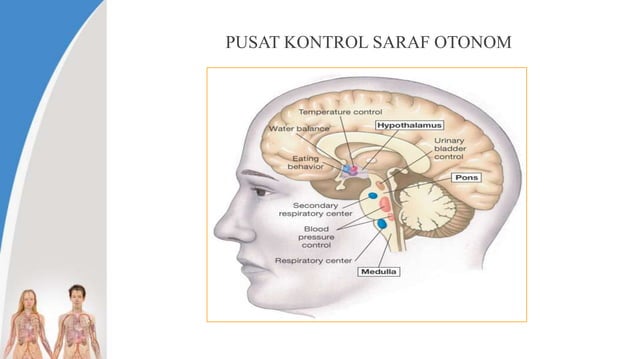 SISTEM SARAF OTONOM | PPTX