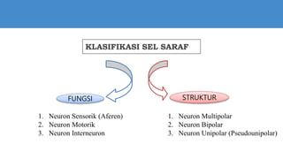 SISTEM SARAF OTONOM | PPTX