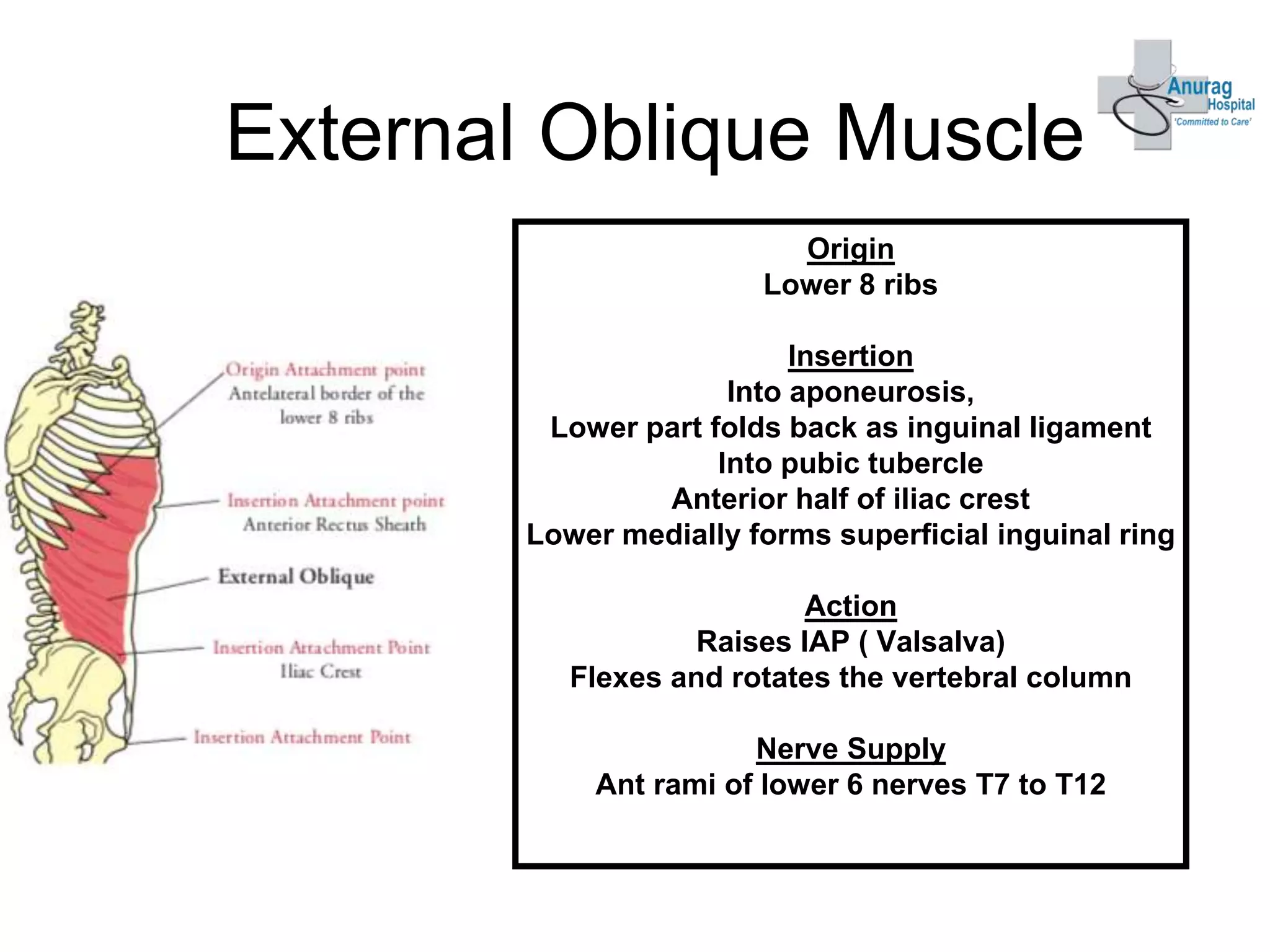 Anterior abdominal anatomy ppt | PPTX