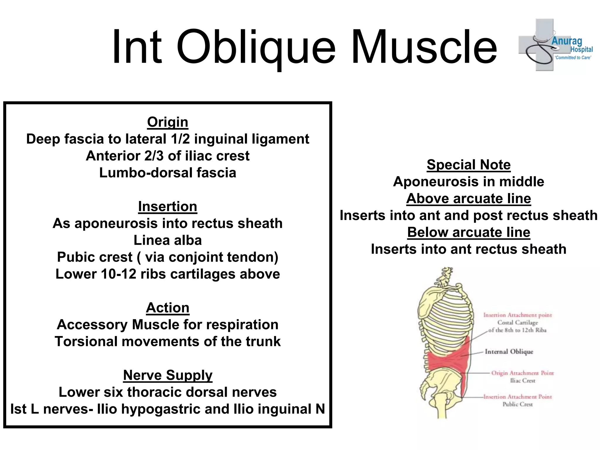 Anterior abdominal anatomy ppt | PPTX