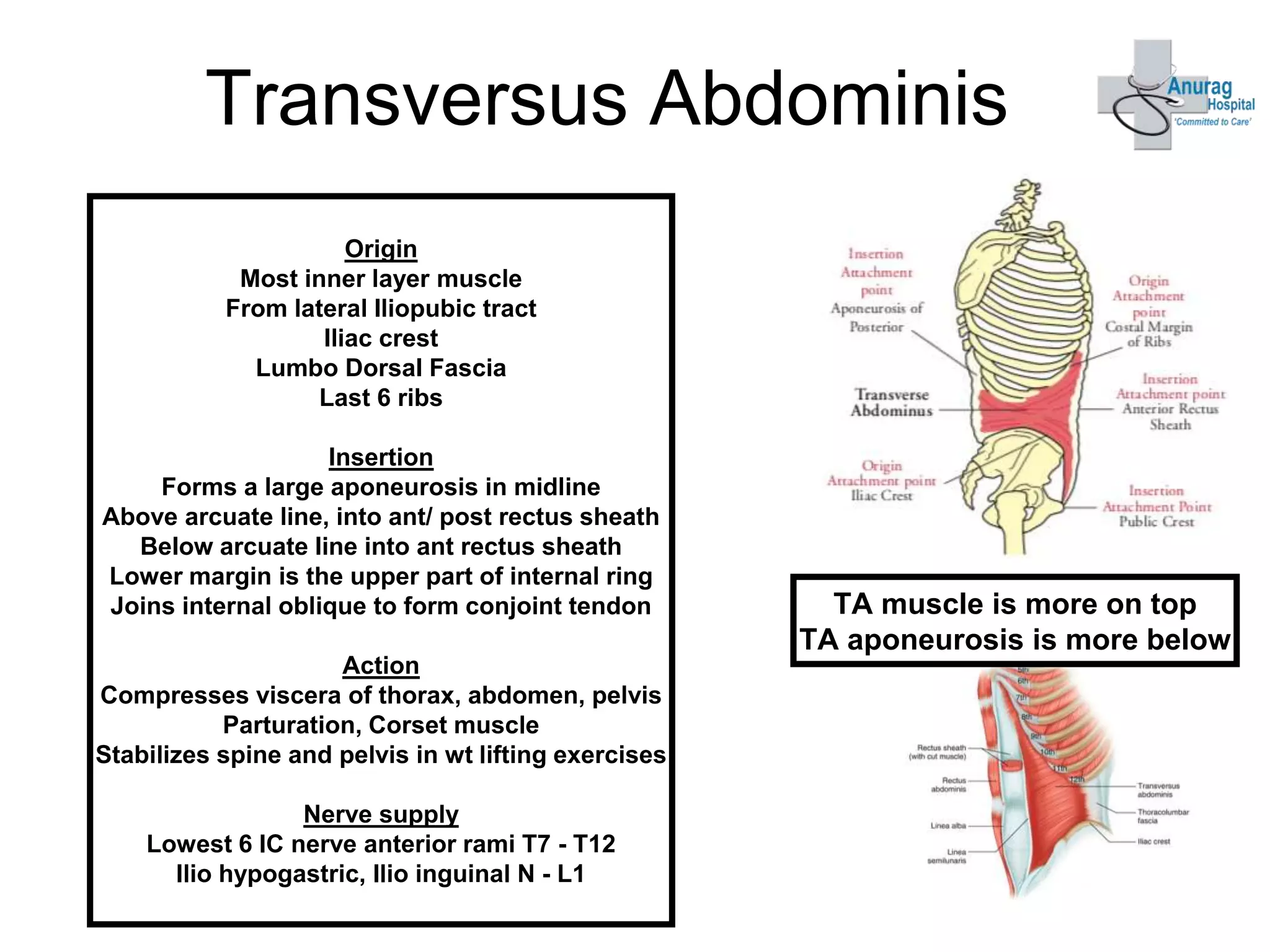 Anterior abdominal anatomy ppt | PPTX