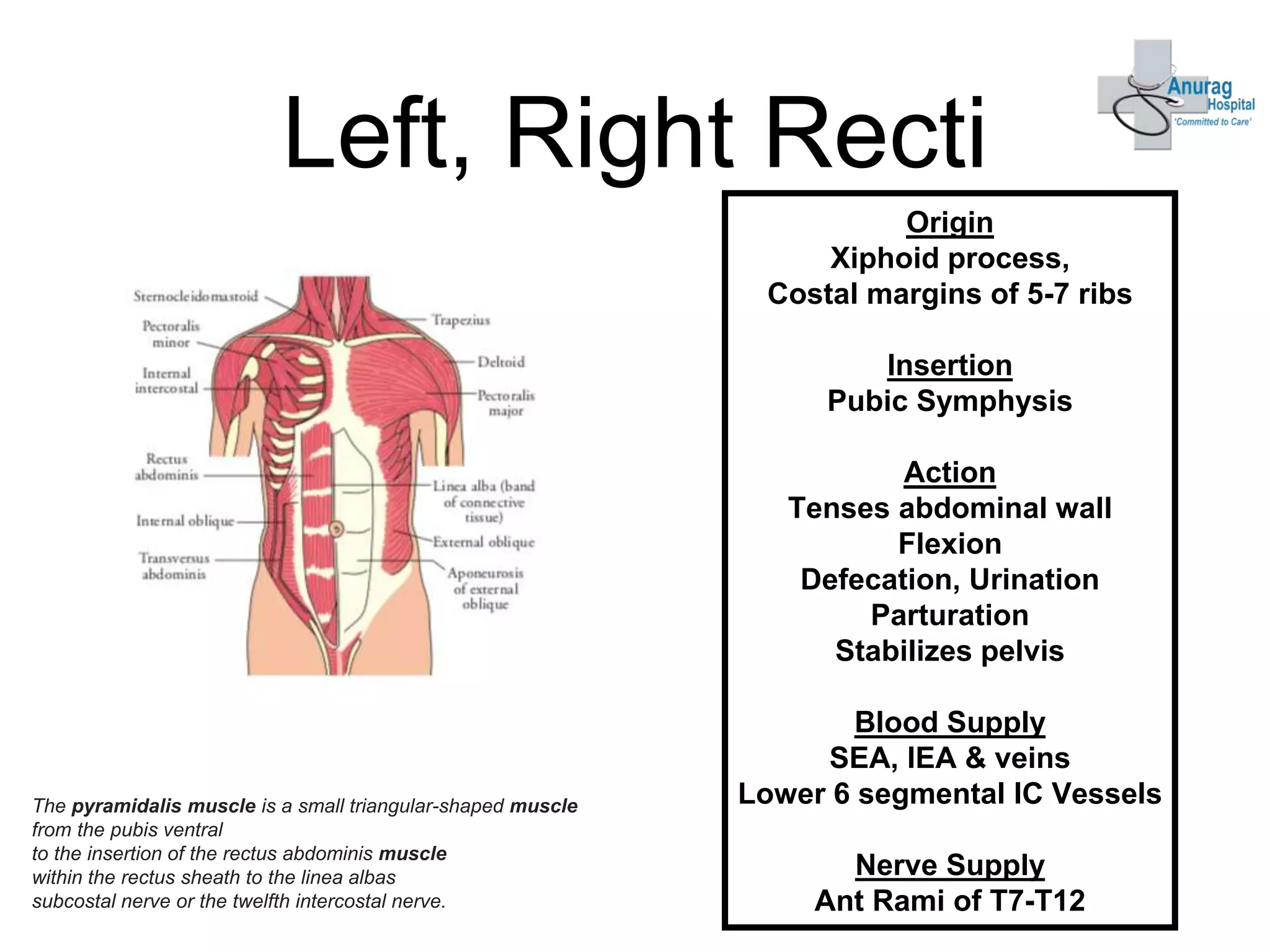 Anterior abdominal anatomy ppt | PPTX