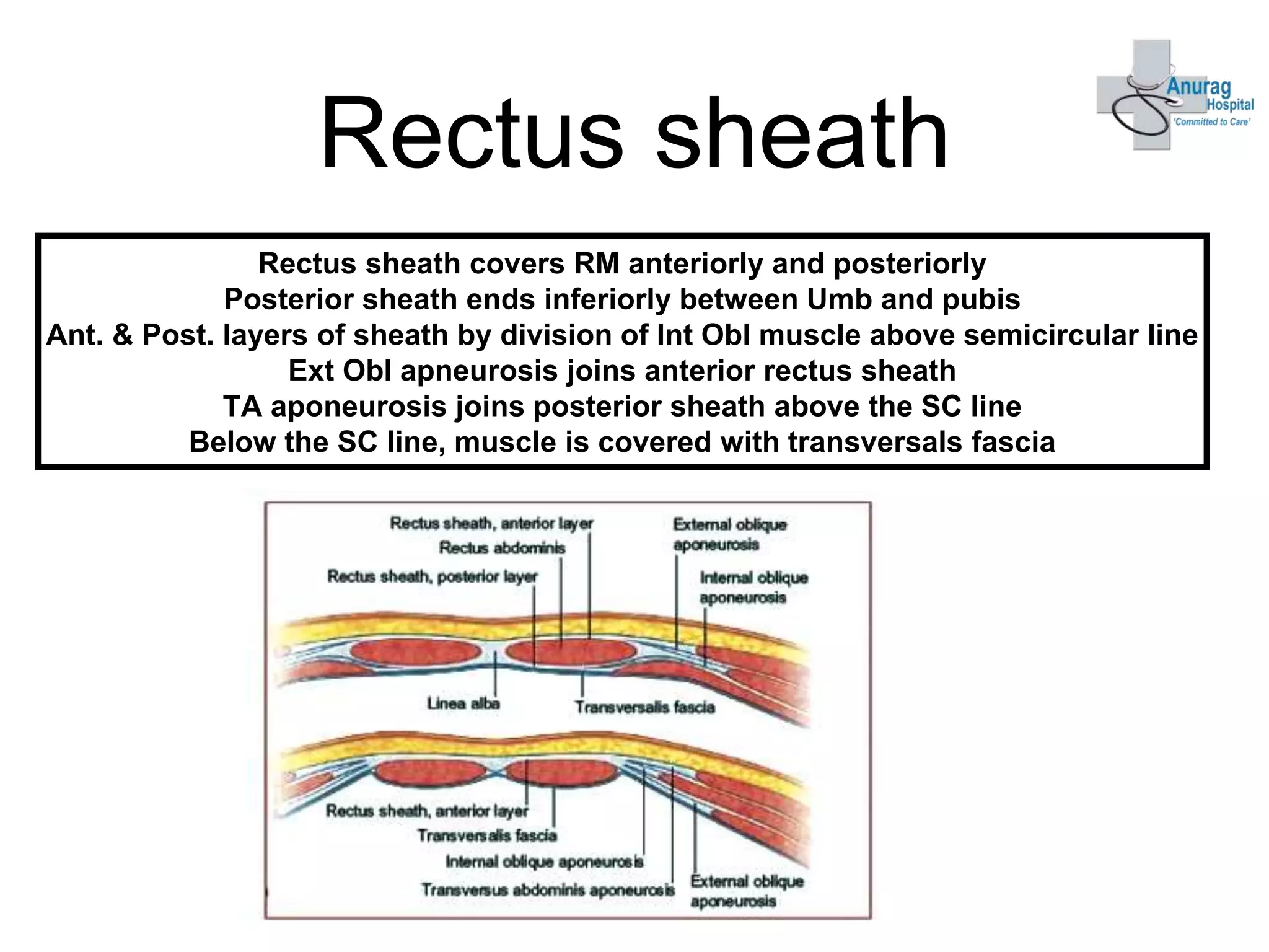 Anterior abdominal anatomy ppt | PPTX