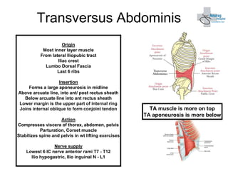 Anterior abdominal anatomy ppt | PPTX