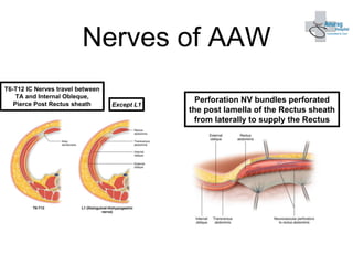 Anterior abdominal anatomy ppt | PPTX