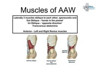 Anterior abdominal anatomy ppt | PPTX