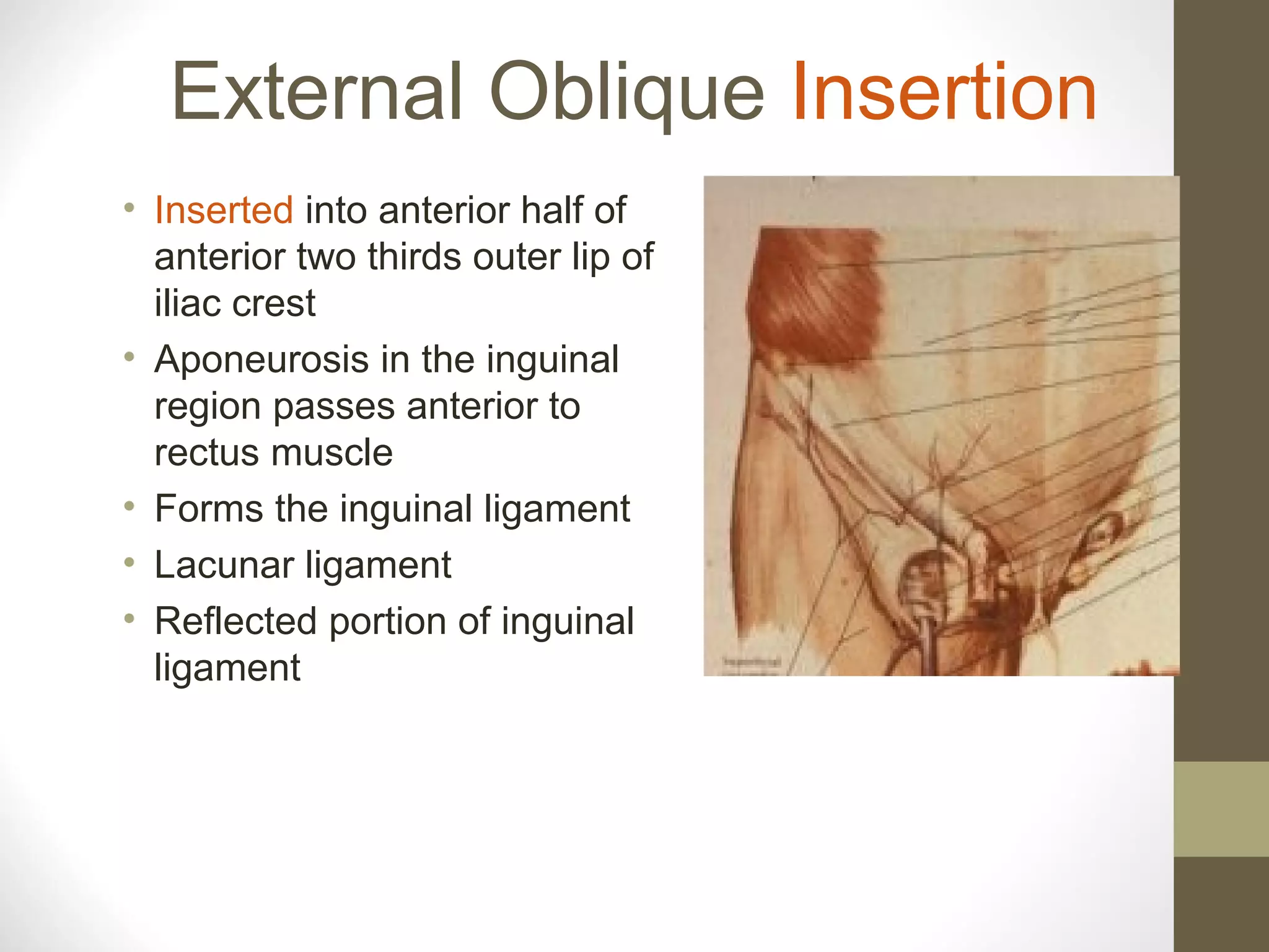 Anterior abdominal muscles | PPT