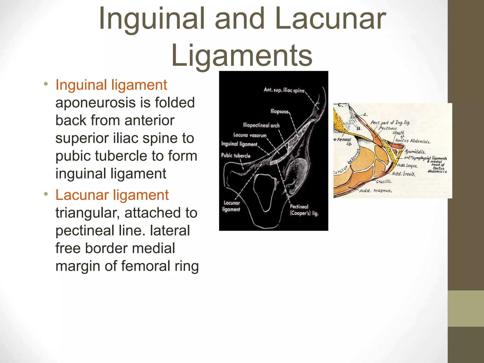 Anterior abdominal muscles | PPT
